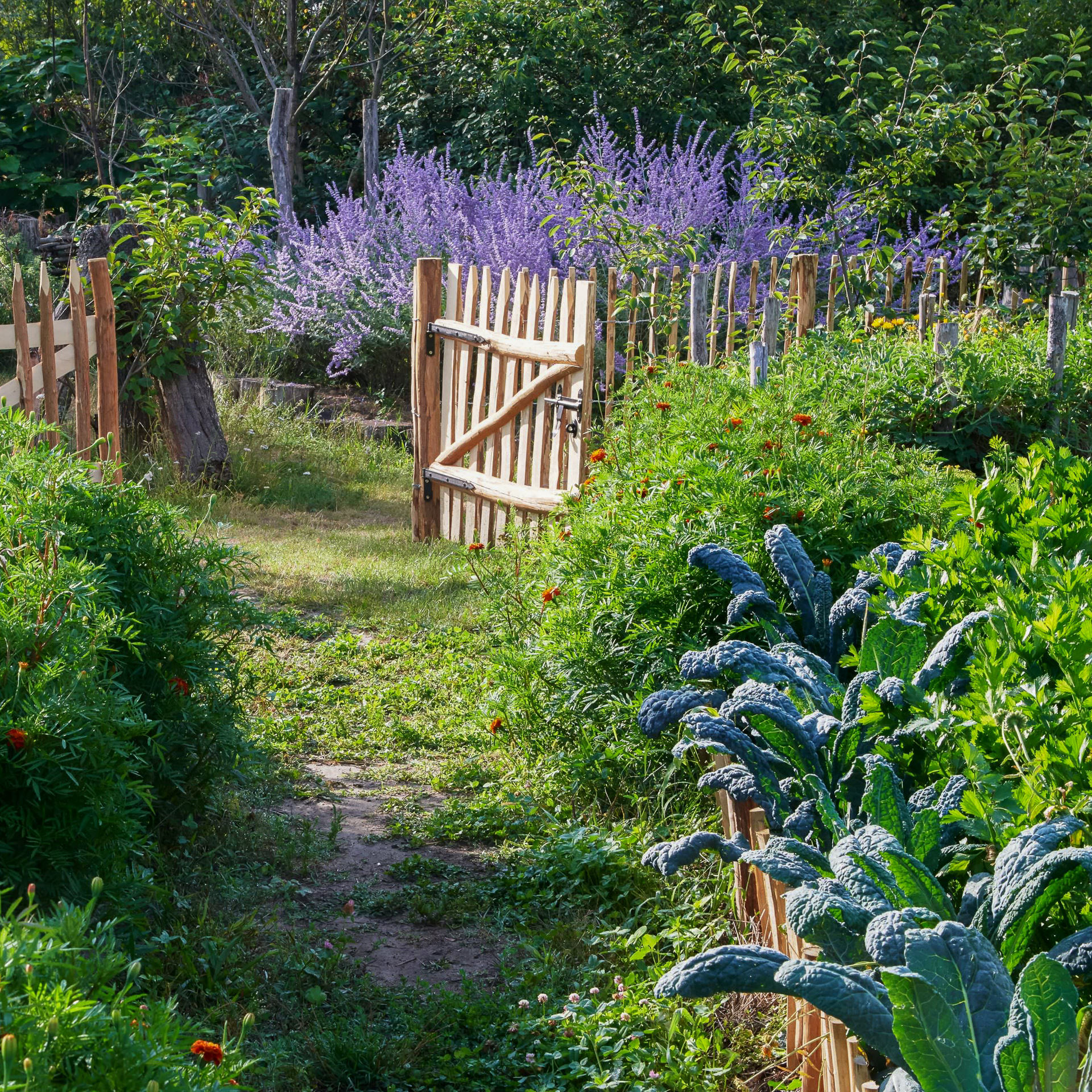 Hazel gates - Bogateco